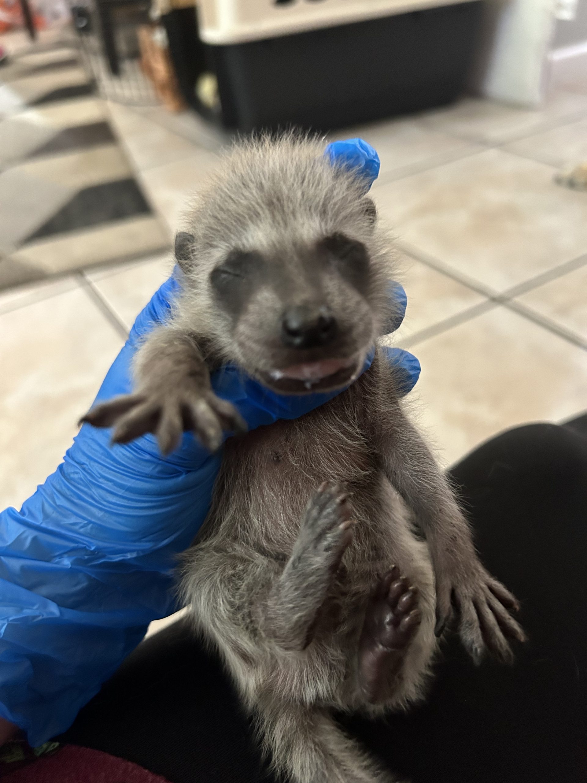 Upland Fire Station 161 Rescues Baby Raccoons Trapped in Chimney – San ...